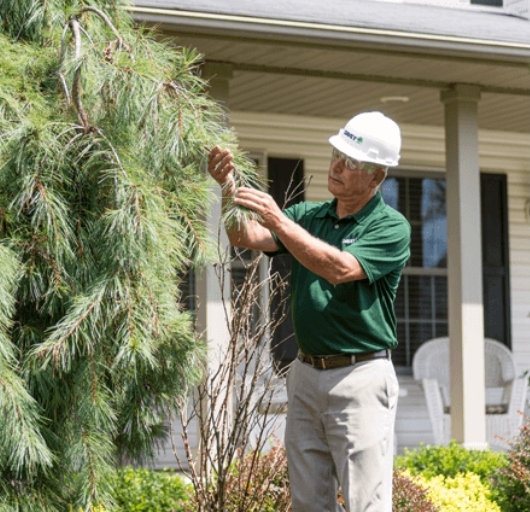 Professional Tree Services by Davey Certified Arborists | Davey Tree